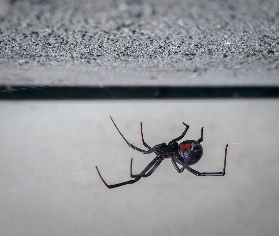 The Most Common Spiders in Arizona, Ranked From Harmless to Dangerous ...