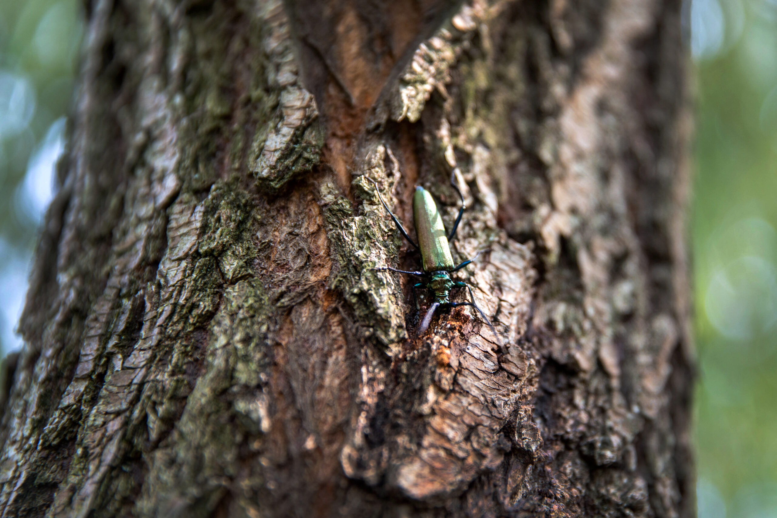 How to Identify Early Signs of Tree Pest Infestations - Patriot Pest ...